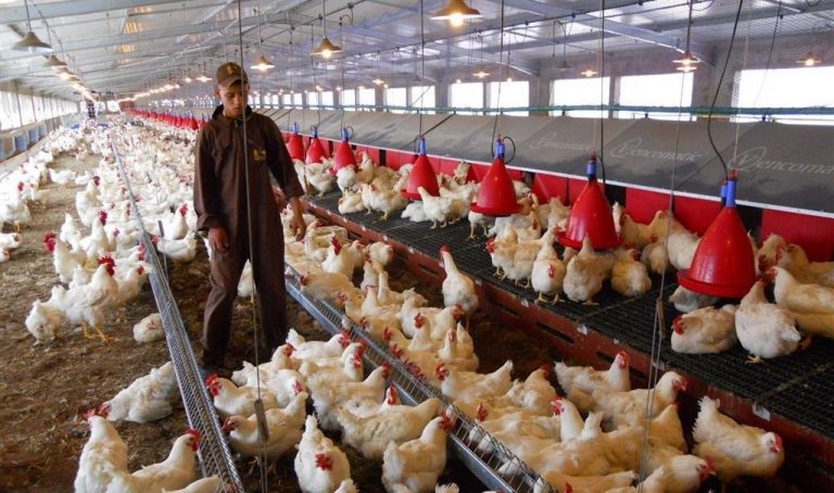 Poultry-farms in Africa will grow and become more efficient ...