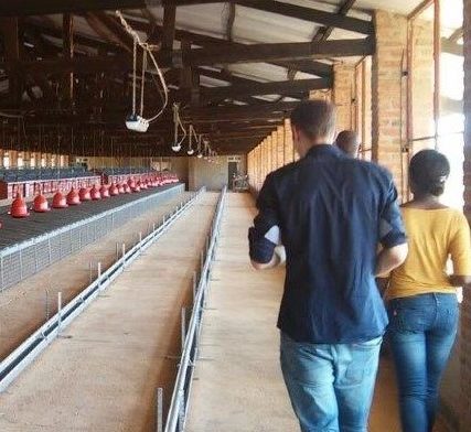 Poultry-farms in Africa will grow and become more efficient ...