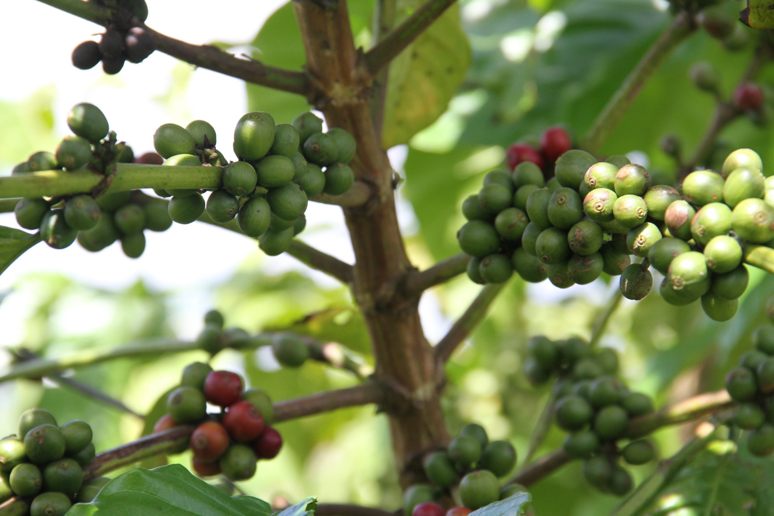 Subo International Extends into Coffee Trading - NABC
