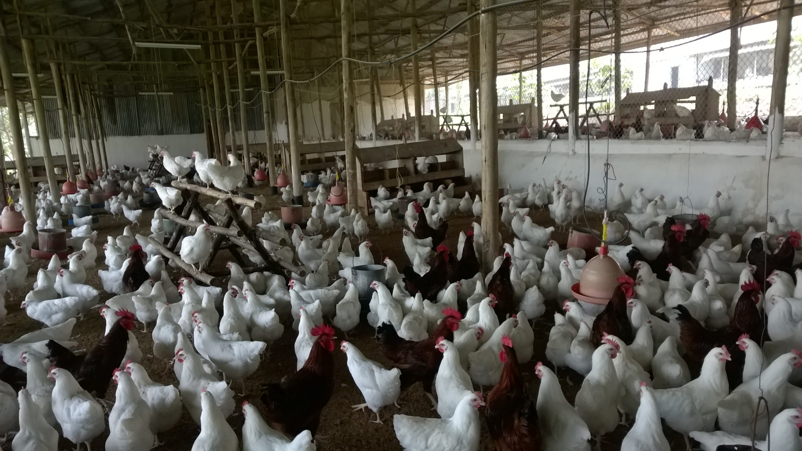 Better Breeding Today for a Brighter Life Tomorrow - NABC